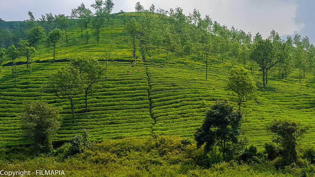 Filming in Tea Town Wayanad | Filmapia – real sites. reel sights.