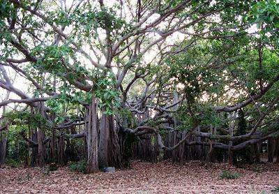 Filming at IIT Madras Trees| Filmapia - real sites . reel sites