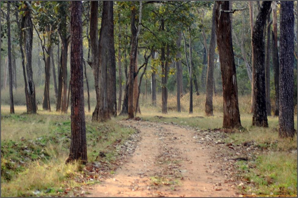 Filming at Kakanakote Forest - Masale Betta| Filmapia - real sites ...