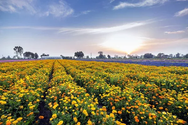 Filming at Marigold Fields| Filmapia - real sites . reel sites