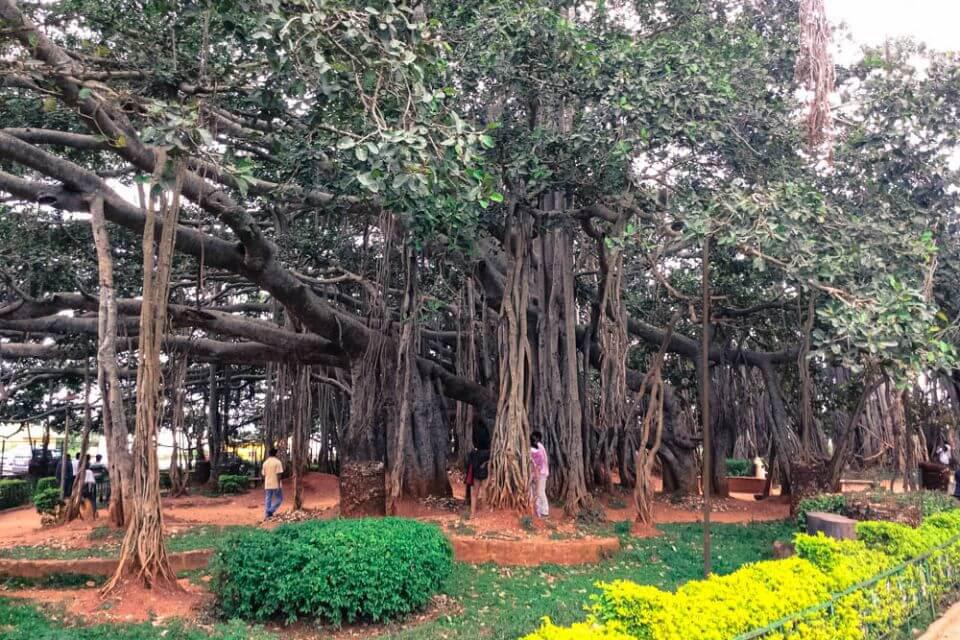 Filming at The Big Banyan Tree (Dodda Alada Mara) Bangalore| Filmapia ...